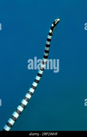 Venomous water snake colubrine sea krait (Laticauda colubrina) Adder ...