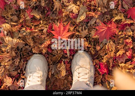 Red sneakers and fallen autumn leaves on a beige paper background ...
