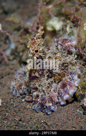 Algae Octopus, Abdopus aculeatus, night dive, Wainilu dive site, Rinca ...
