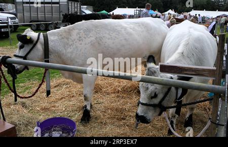 Most beautiful cows at Ashbourne Show, UK, 2023 Stock Photo - Alamy