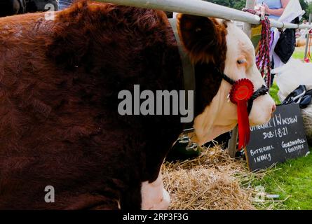 Most beautiful cows at Ashbourne Show, UK, 2023 Stock Photo - Alamy