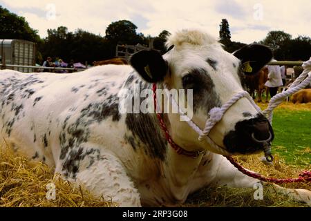 Most beautiful cows at Ashbourne Show, UK, 2023 Stock Photo - Alamy