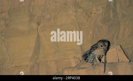 Rare species of Desert Tawny Owl (Strix hadorami) Nesting in the Judean ...