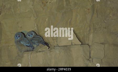 rare species of Desert Tawny Owl (Strix hadorami) Nesting in the Judean ...