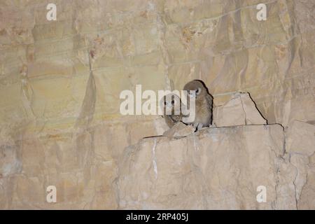 rare species of Desert Tawny Owl (Strix hadorami) Nesting in the Judean ...