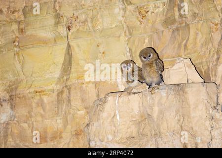 rare species of Desert Tawny Owl (Strix hadorami) Nesting in the Judean ...