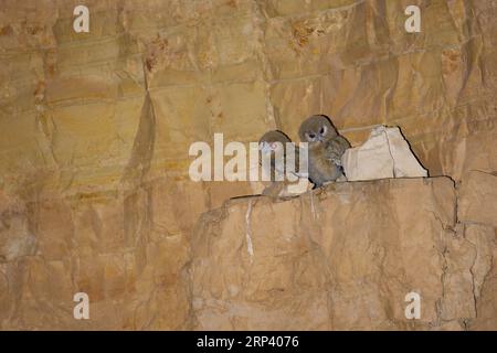 rare species of Desert Tawny Owl (Strix hadorami) Nesting in the Judean ...