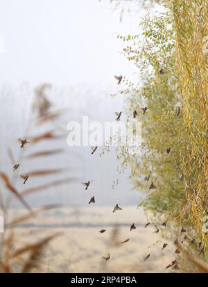 (181115) -- BAODING, Nov. 15, 2018 (Xinhua) -- Aerial photo taken on ...