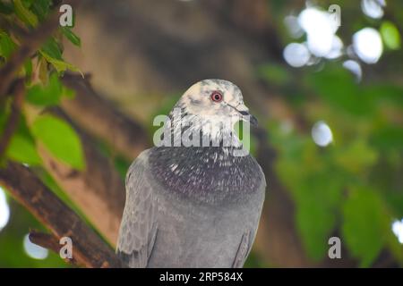 closeup photo of pigeon in the nest Stock Photo - Alamy