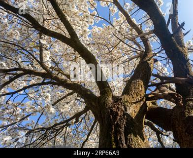 Wonderful Flowers of a white ipe tree, Tabebuia roseo-alba (Ridley ...