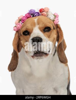 adorable beagle doggy wearing flowers headband and looking forward in ...