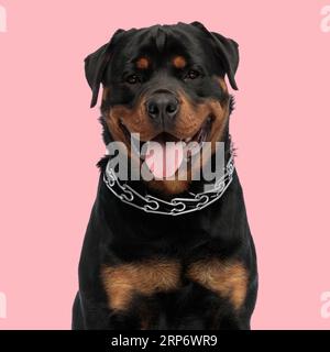 happy rottweiler puppy with collar sticking out tongue and panting ...