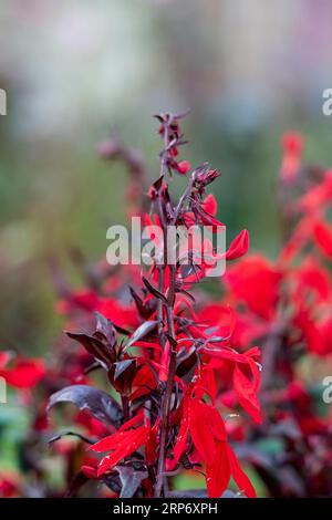 Red Lobelia Cardinalis Queen Victoria Garden Perennial Perennials Plant ...