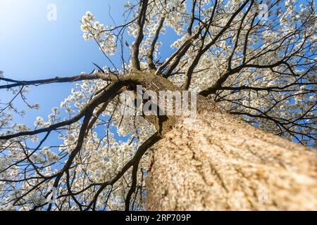 Wonderful Flowers of a white ipe tree, Tabebuia roseo-alba (Ridley ...