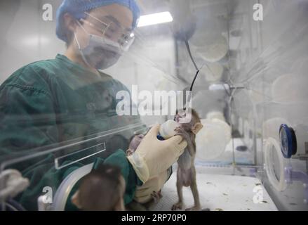 (190124) -- SHANGHAI, Jan. 24, 2019 -- The gene-edited macaque with ...