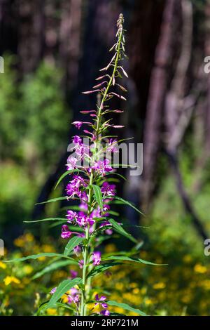 evening primrose family (Onagraceae Stock Photo - Alamy