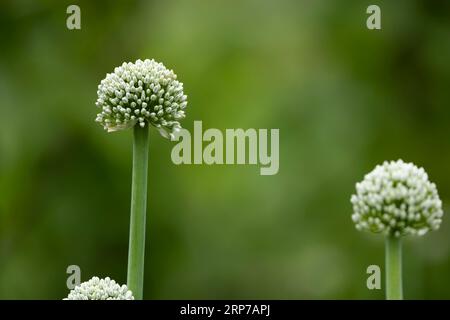 Inflorescence of the common onion (Allium cepa Stock Photo - Alamy