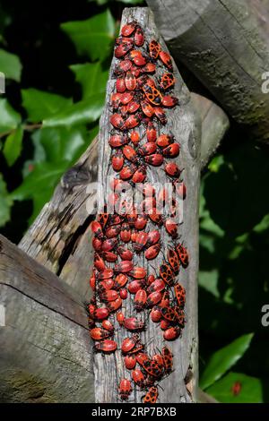 Fire bugs, firebug (Pyrrhocoris apterus), French beetle, mass assembly ...