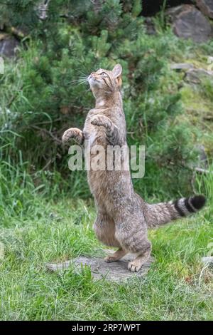 European Wildcat, felis silvestris with Leg up Stock Photo - Alamy