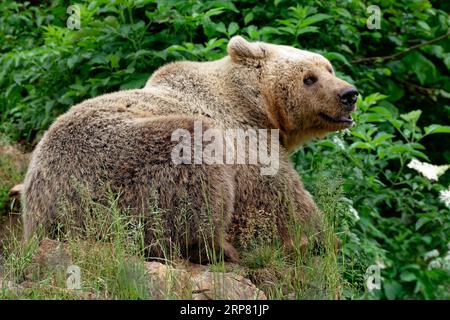European Brown Bear at the Kuterevo Bear Sanctuary, Croatia. This is a ...