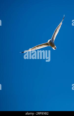 A flying seagull under a white sky Stock Photo - Alamy