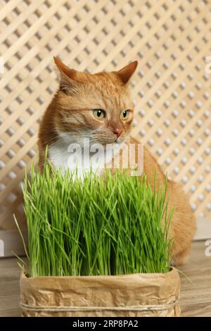 Cute ginger cat near potted green grass indoors Stock Photo - Alamy