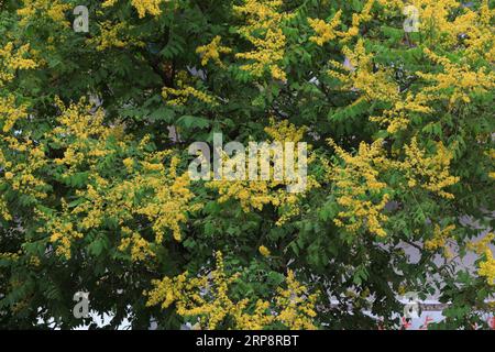 goldenrain tree flowers in the garden Stock Photo - Alamy