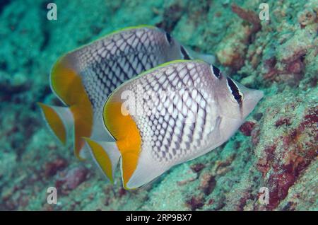 Crosshatch Butterflyfish, Chaetodon xanthurus, Sabora dive site, Bangka ...