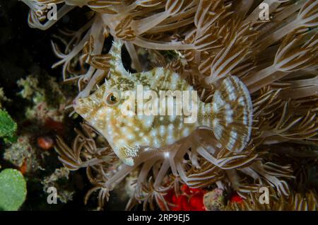 Seagrass Filefish, Acreichthys tomentosus, Yellow Coco dive site ...