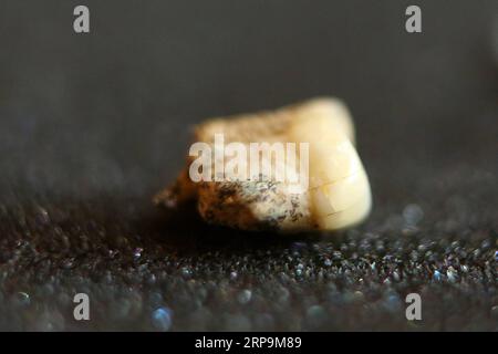 (190411) -- QUEZON, April 11, 2019 -- Filipino archeologist Armand ...