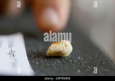 (190411) -- QUEZON, April 11, 2019 -- The set of fossils of a newly ...