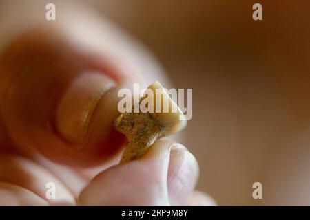 (190411) -- QUEZON, April 11, 2019 -- The set of fossils of a newly ...