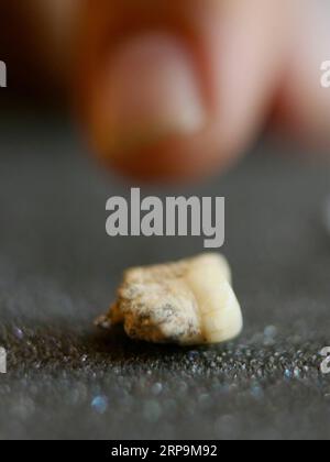(190411) -- QUEZON, April 11, 2019 -- Filipino archeologist Armand ...