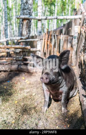 Wild boar, latin name Sus scrofa, in summer, Portrait male Wild boar ...