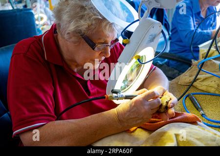 Volunteers cleaning fossilised dinosaur bones at the Age of Dinosaurs ...