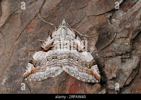 Detailed closeup on the Purple treble-bar owlet moth, Aplocera ...