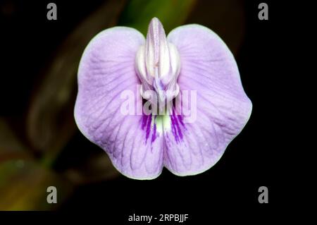 Centrosema pubescens - common name centro or butterfly pea Stock Photo ...