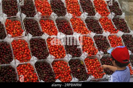 (190617) -- HAMANA, June 17, 2019 -- Freshly-picked cherries are seen ...