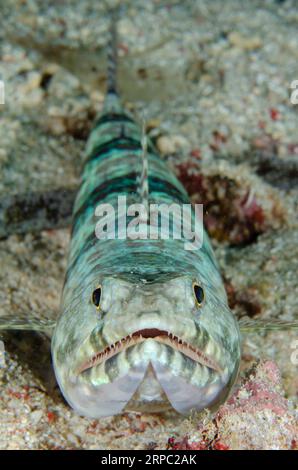 Reef Lizardfish, Synodus variegatus, Murex House Reef dive site, Bangka ...