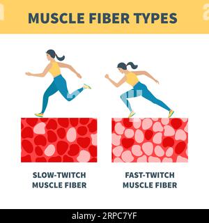 Slow twitch and fast twitch muscle fiber types illustration Stock ...