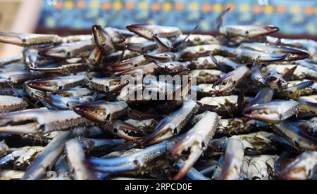 Fish Market of Kuwait City seen inside. Also know as Souk Sharq Fish ...