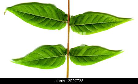Fresh green four leaf just plucked from the branch, isolated on white ...