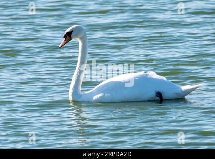 The Mute swan, Cygnus olor is a species of swan and a member of the ...