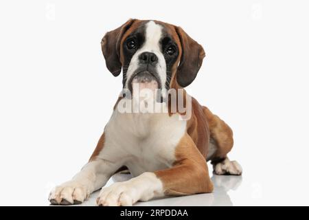 cute boxer dog looking forward while laying down in studio in front of ...