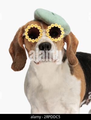 cute beagle puppy with french beret and sunglasses looking forward and ...