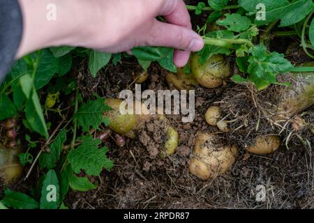 Potato above ground under mulch, growing and harvesting Stock Photo - Alamy