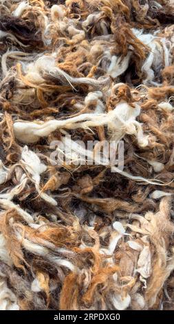 Sheep wool. Collection of colored sheep wool Stock Photo - Alamy