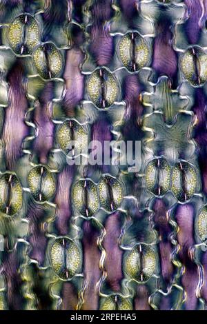 Lily epidermis with stomata Stock Photo - Alamy