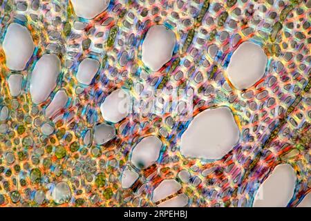 The image presents oak tissues in transversal cross-section of the ...