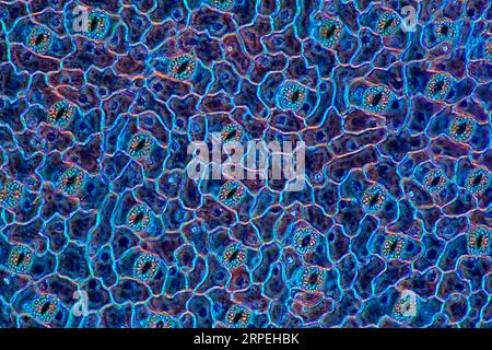 The image presents stomata in lily leaf epidermis, photographed through ...